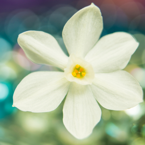 11 Tips to Navigate Piano Studio Spring Fever - Paloma Piano